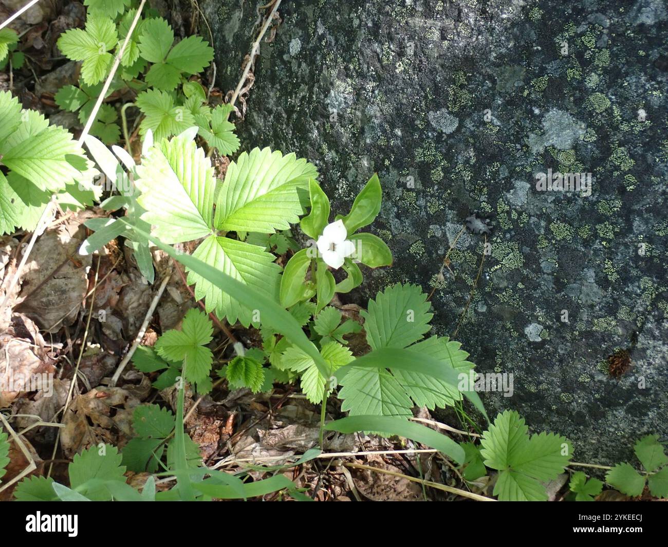 Western Bunchberry (Cornus unalaschkensis Stock Photo - Alamy