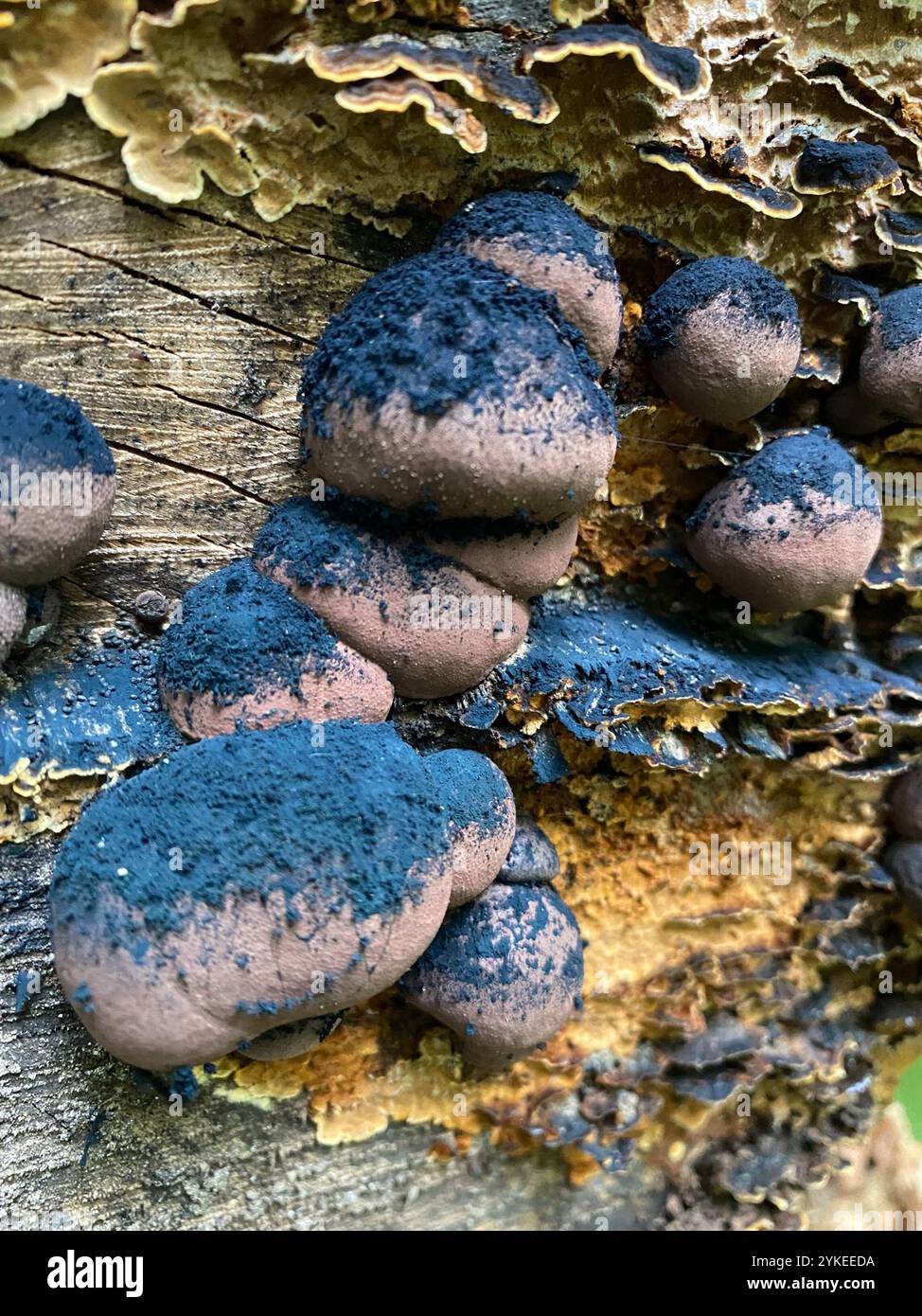King Alfred's Cakes (Daldinia concentrica Stock Photo - Alamy