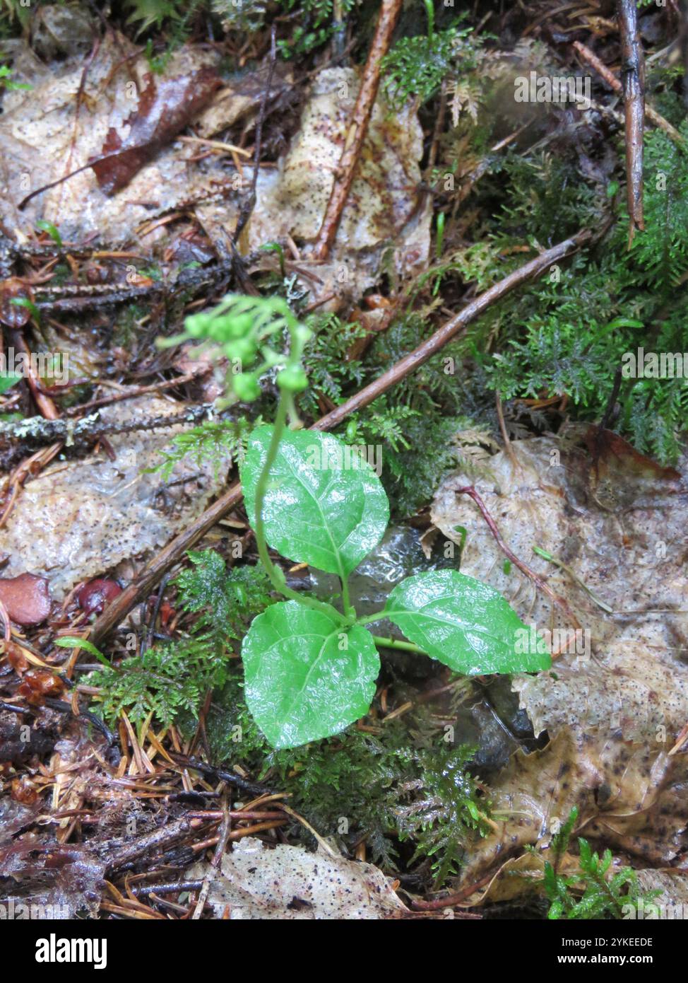 one-sided wintergreen (Orthilia secunda Stock Photo - Alamy