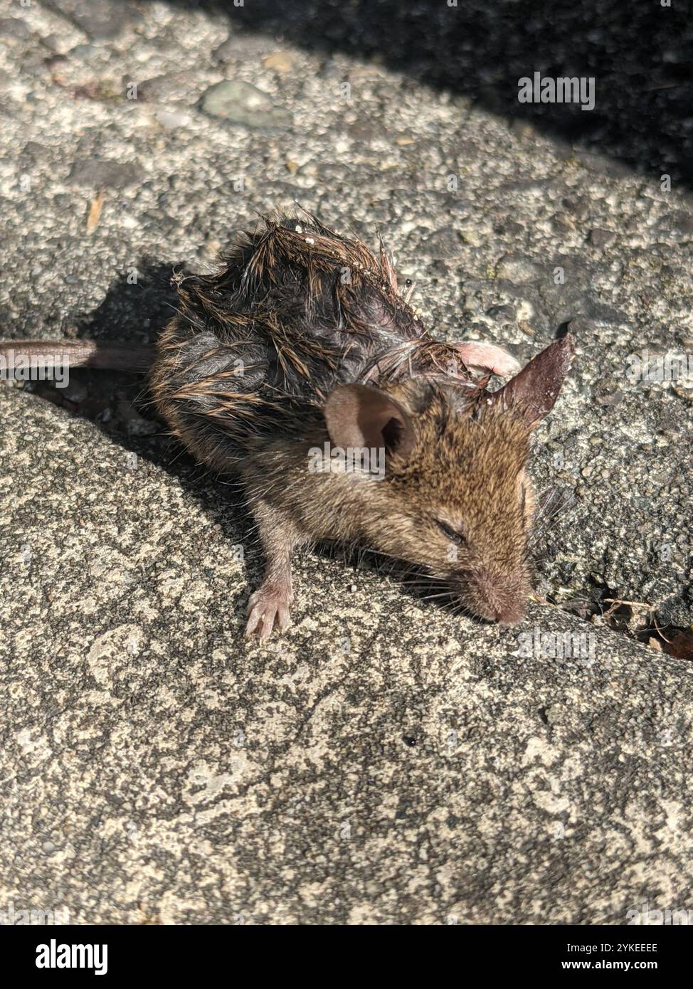 House Mouse (Mus musculus Stock Photo - Alamy