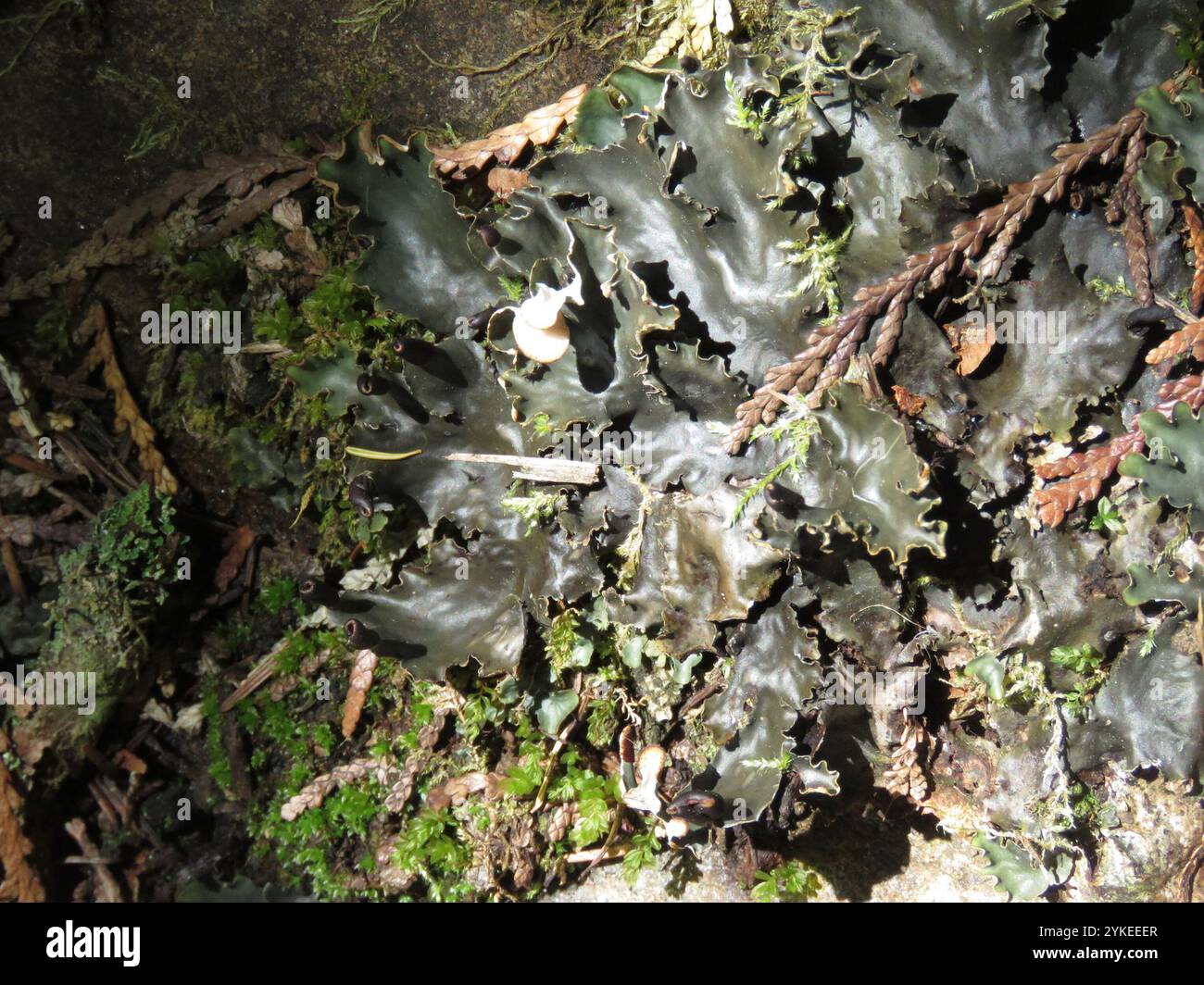 tree pelt lichen (Peltigera collina Stock Photo - Alamy