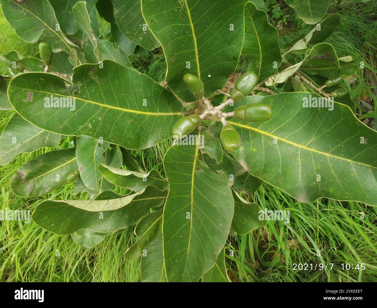 Semecarpus anacardium hi-res stock photography and images - Alamy