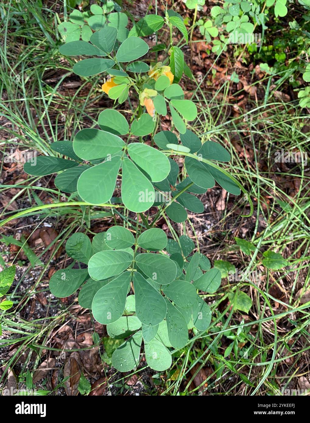 American Sicklepod (Senna obtusifolia Stock Photo - Alamy