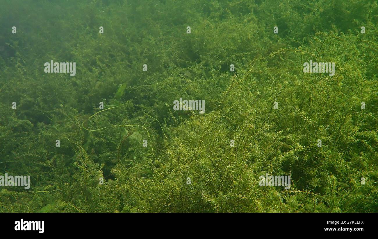 Canadian Waterweed (Elodea canadensis Stock Photo - Alamy