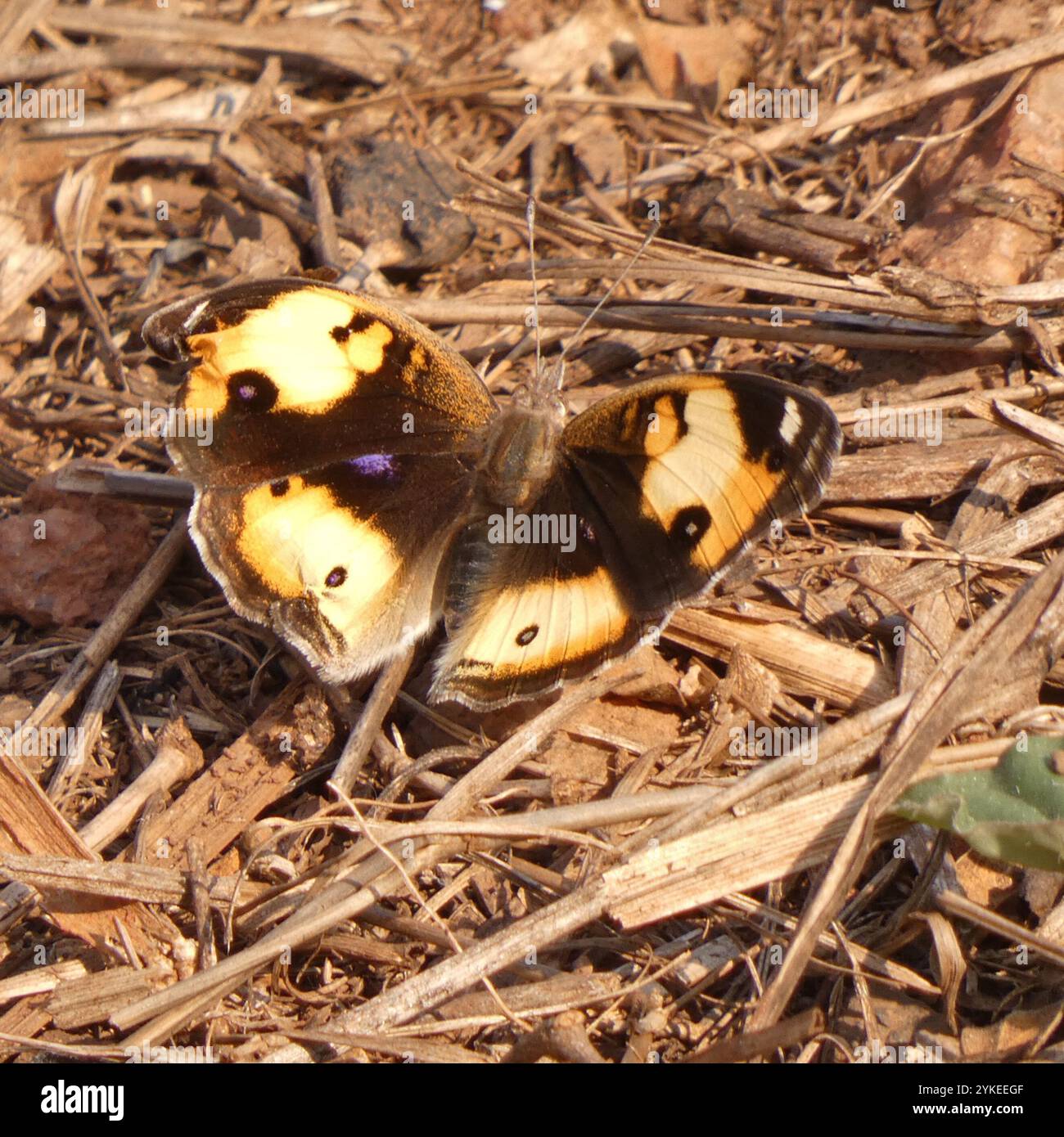 African Yellow Pansy (Junonia hierta cebrene Stock Photo - Alamy