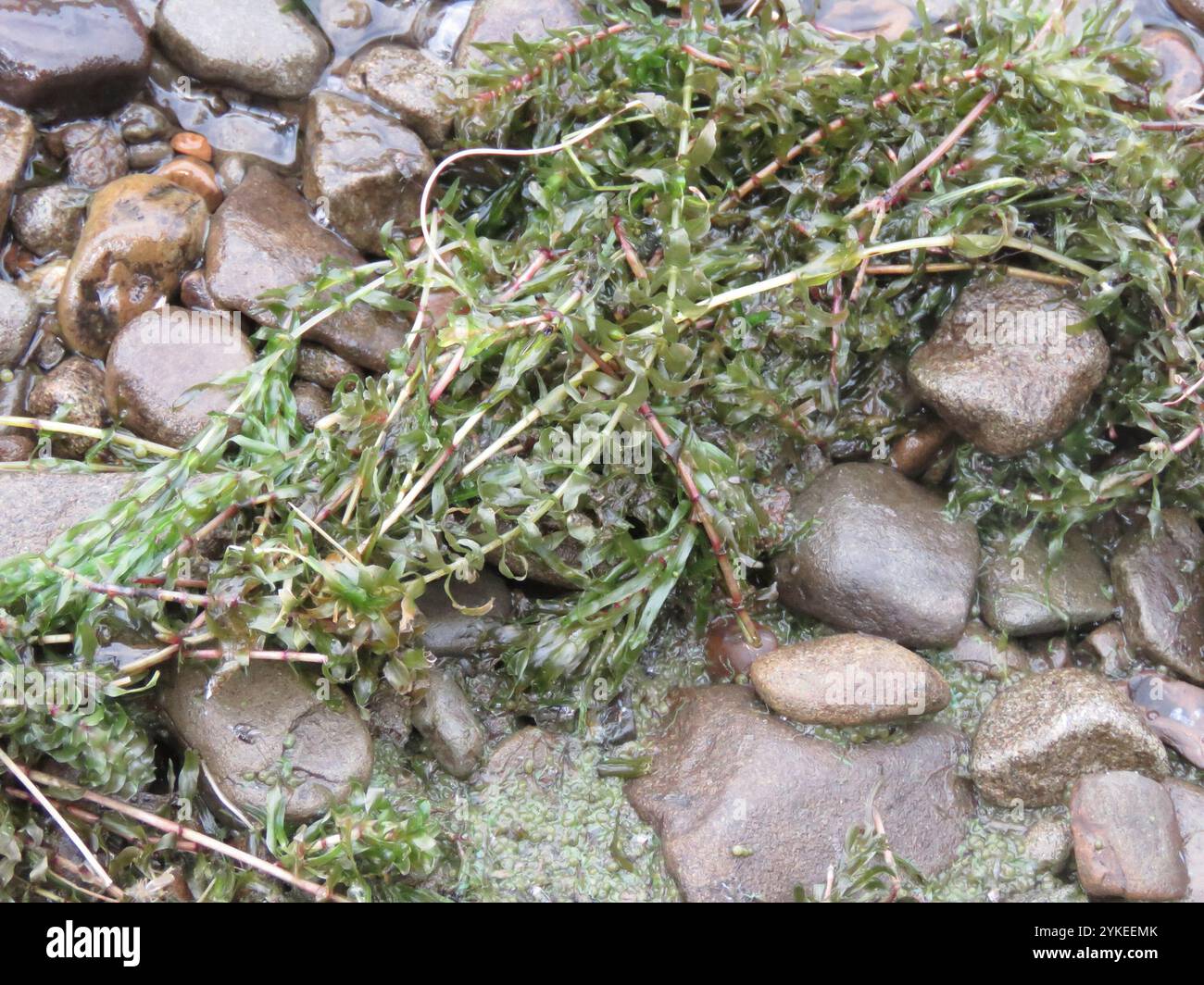 Canadian Waterweed (Elodea canadensis Stock Photo - Alamy