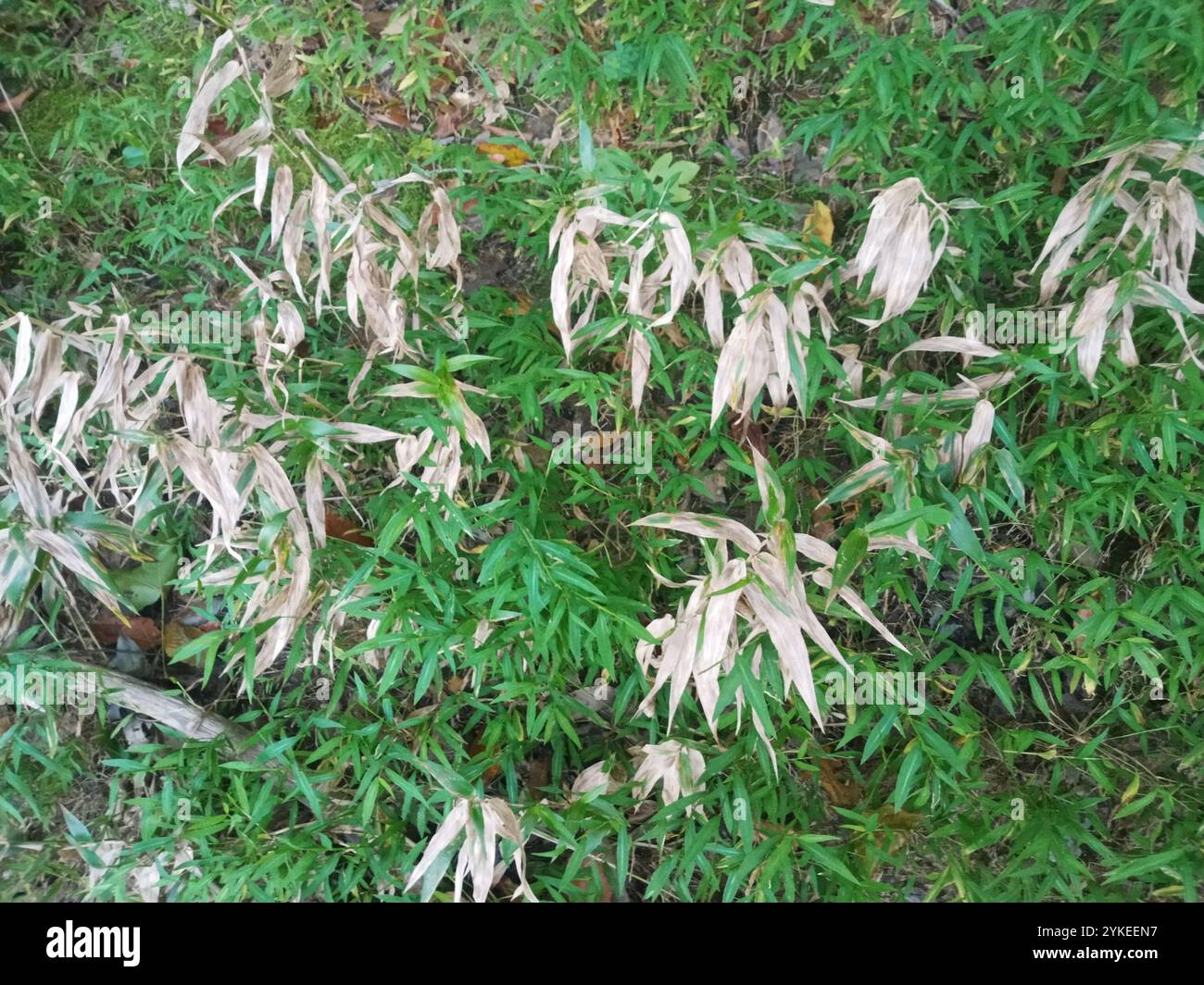 bristlegrasses, bluestems, paspalums, and allies (Panicoideae Stock ...