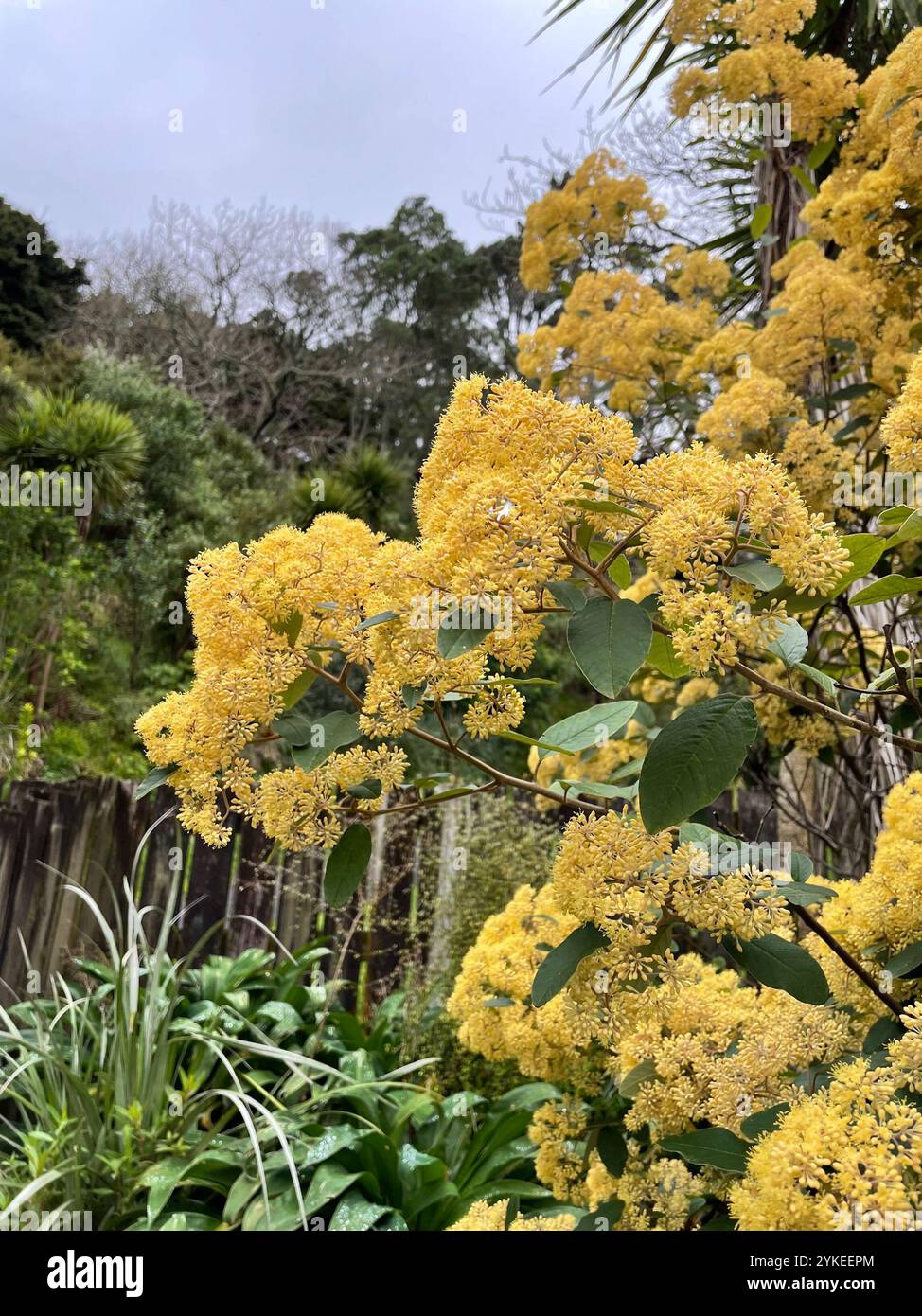 Kumarahou hi-res stock photography and images - Alamy