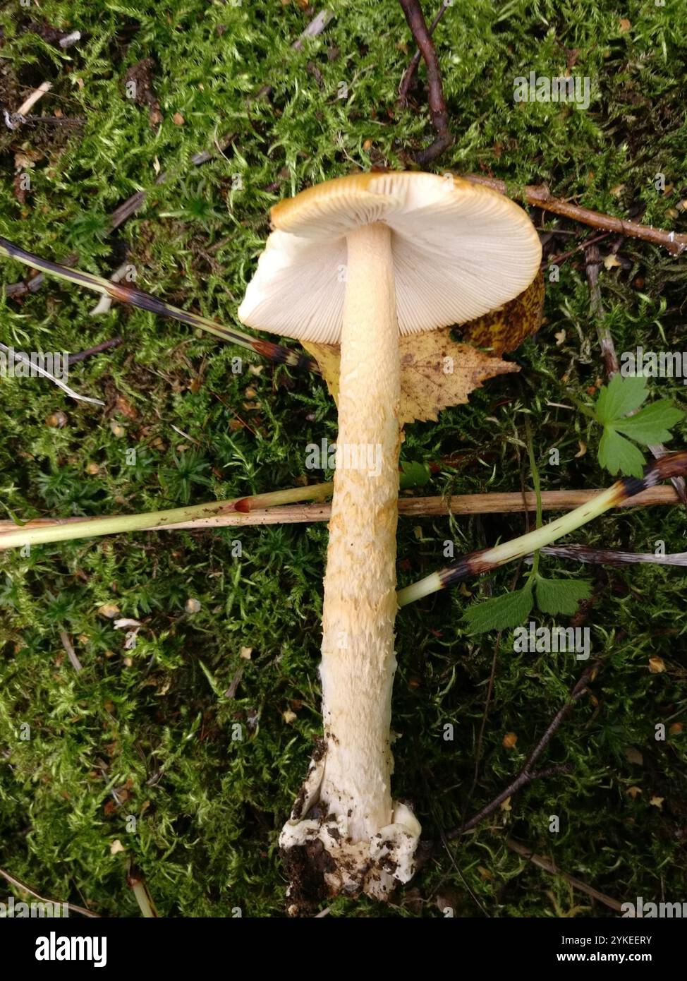 Orange grisette amanita crocea hi-res stock photography and images - Alamy