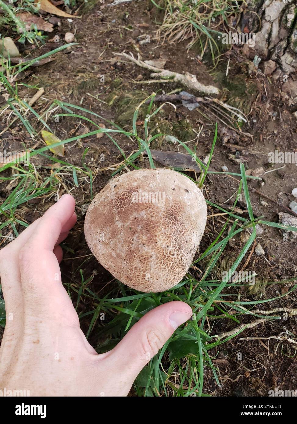 Purple-spored Puffball (Calvatia cyathiformis Stock Photo - Alamy