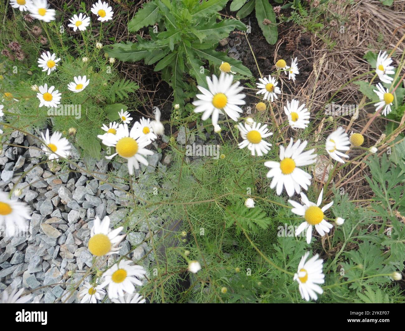 scentless mayweed (Tripleurospermum inodorum Stock Photo - Alamy