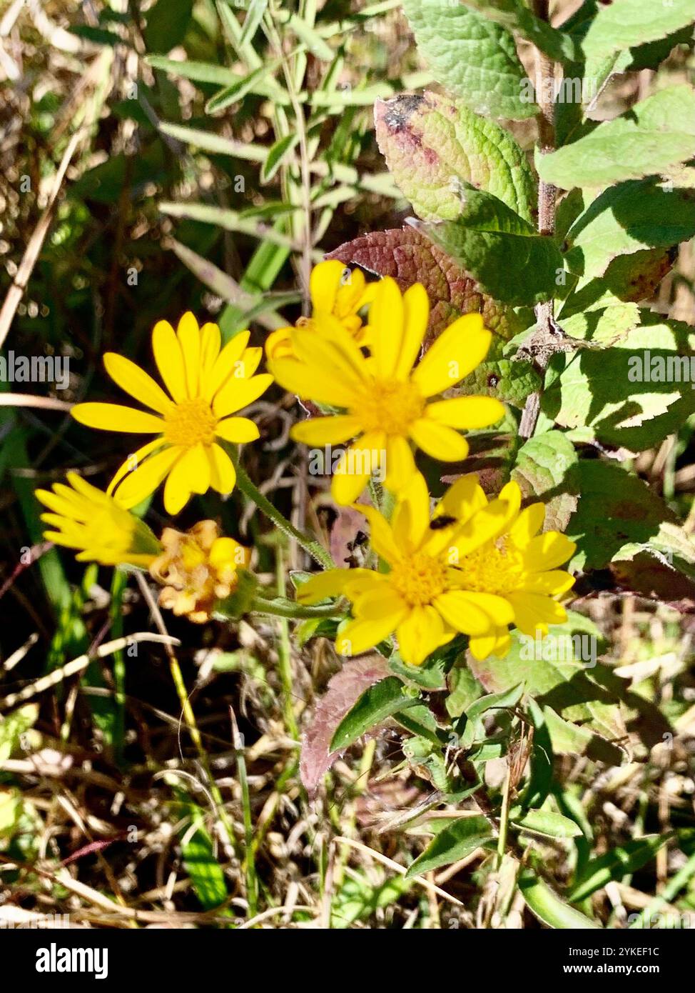 Maryland golden-aster (Chrysopsis mariana Stock Photo - Alamy