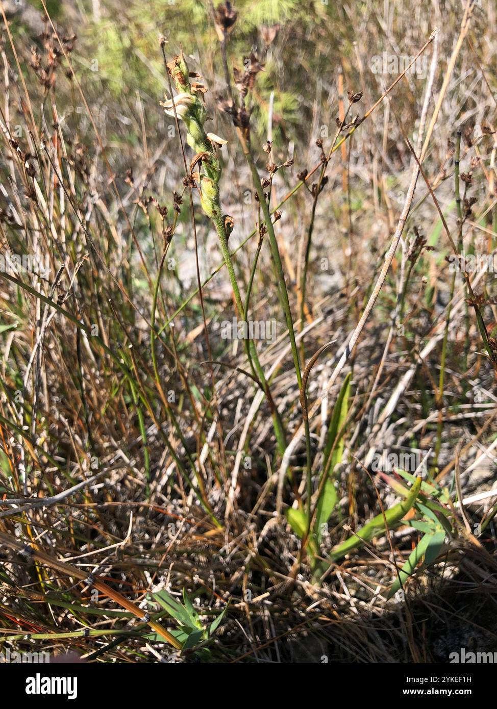 Sphinx ladies’ tresses (Spiranthes incurva Stock Photo - Alamy