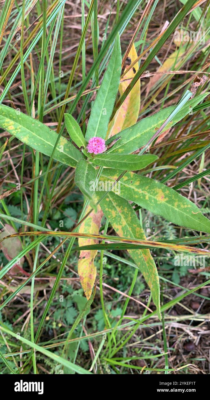 water smartweed (Persicaria amphibia Stock Photo - Alamy