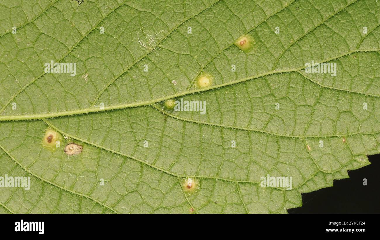 Hackberry Blister Gall Psyllid (Pachypsylla celtidisvesicula Stock ...