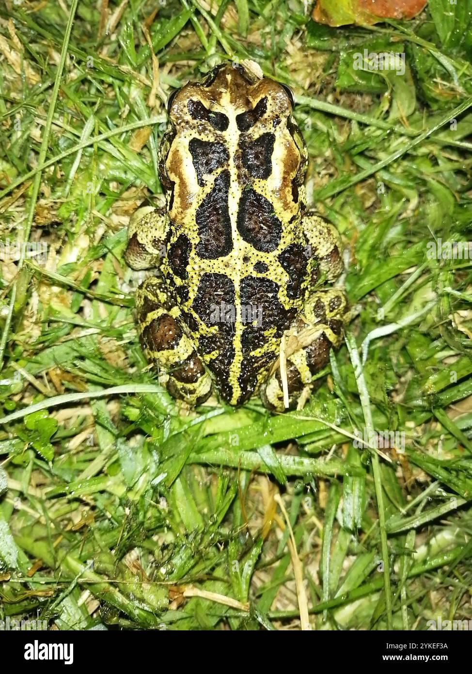 Western Leopard Toad (Sclerophrys pantherina Stock Photo - Alamy