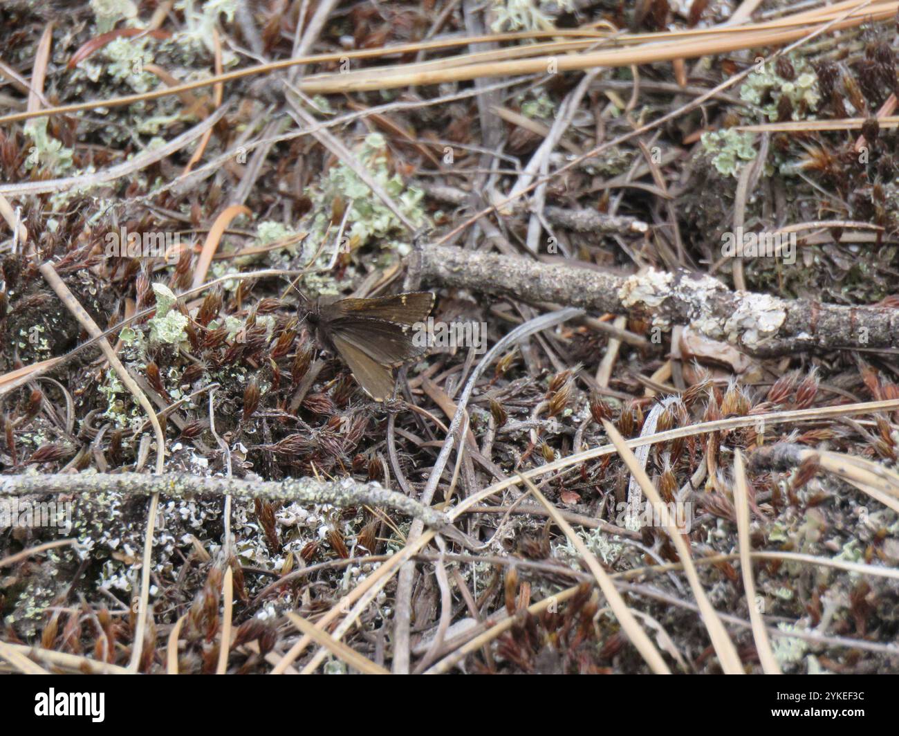 Common Roadside-Skipper (Amblyscirtes vialis Stock Photo - Alamy