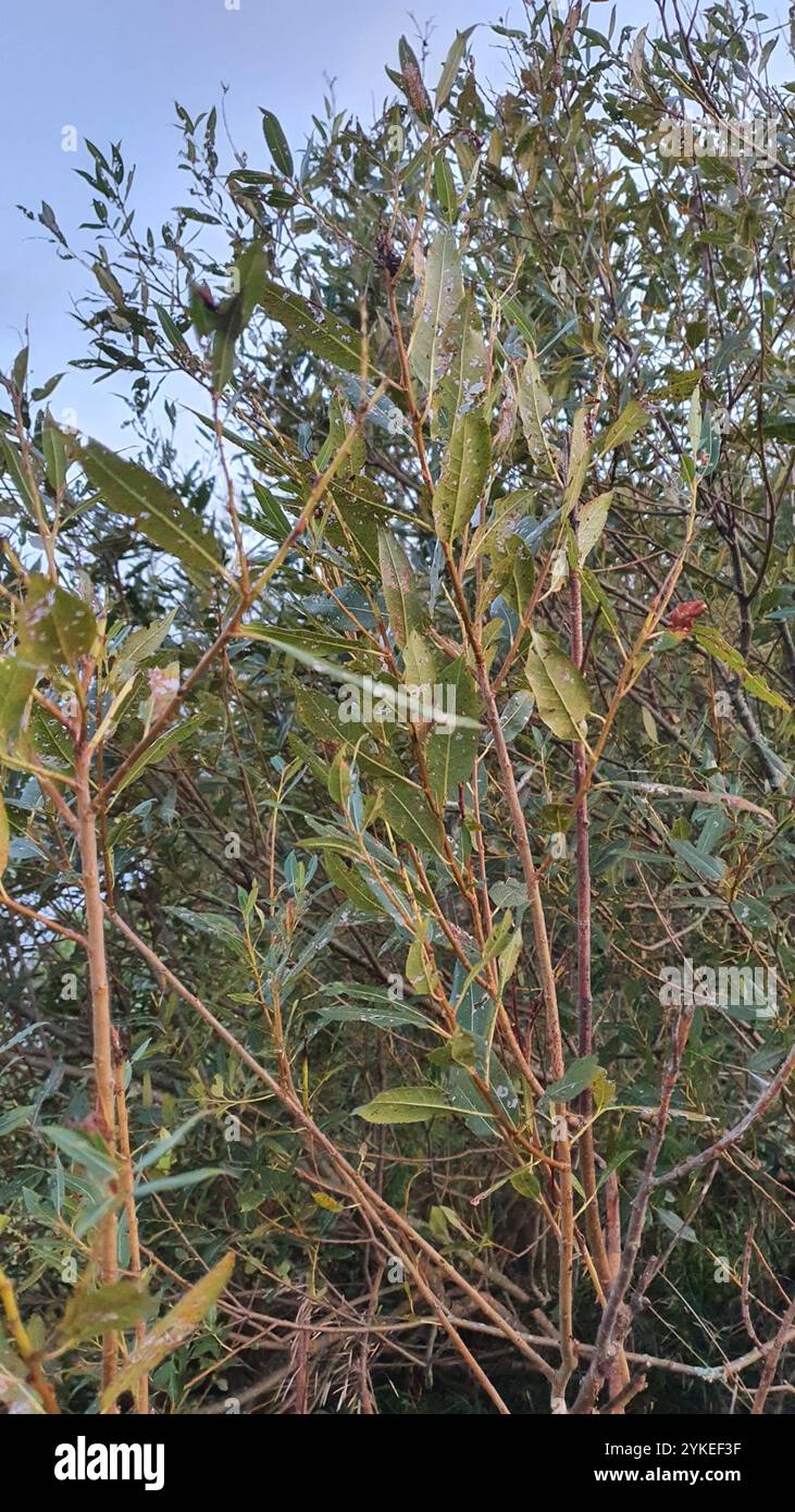 Almond Willow (Salix triandra Stock Photo - Alamy