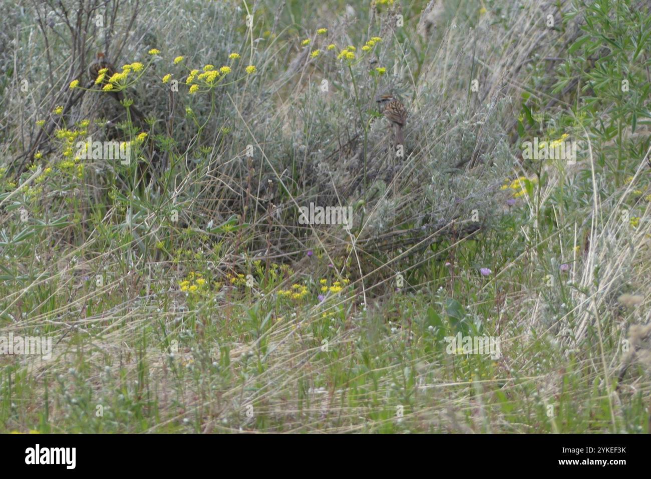 Chipping Sparrow (Spizella passerina Stock Photo - Alamy