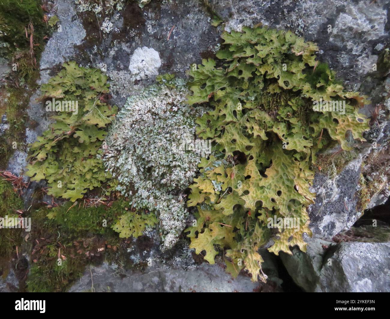 Tree Lungwort (Lobaria pulmonaria Stock Photo - Alamy