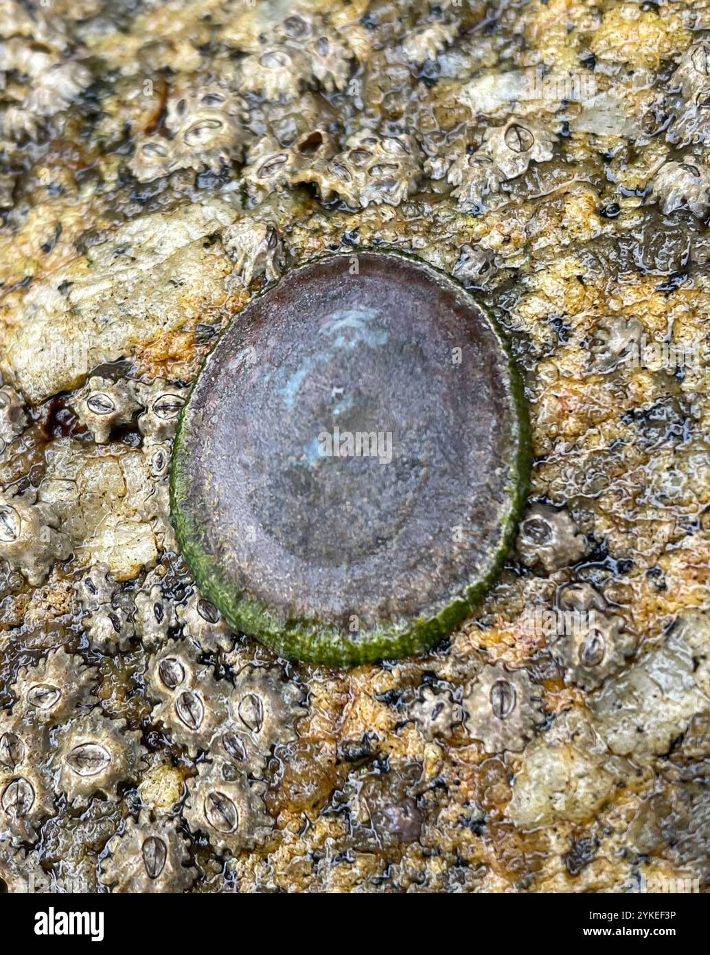 Mask Limpet (Lottia persona Stock Photo - Alamy