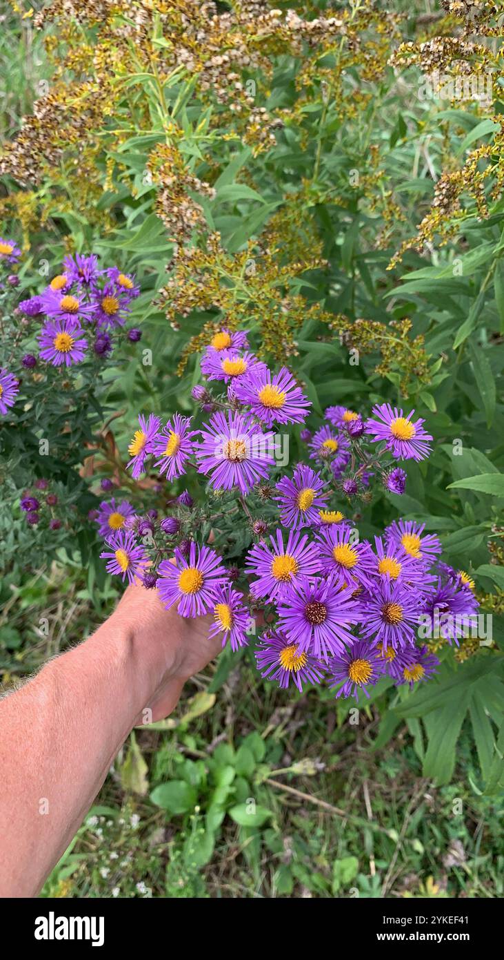 New England aster (Symphyotrichum novae-angliae Stock Photo - Alamy