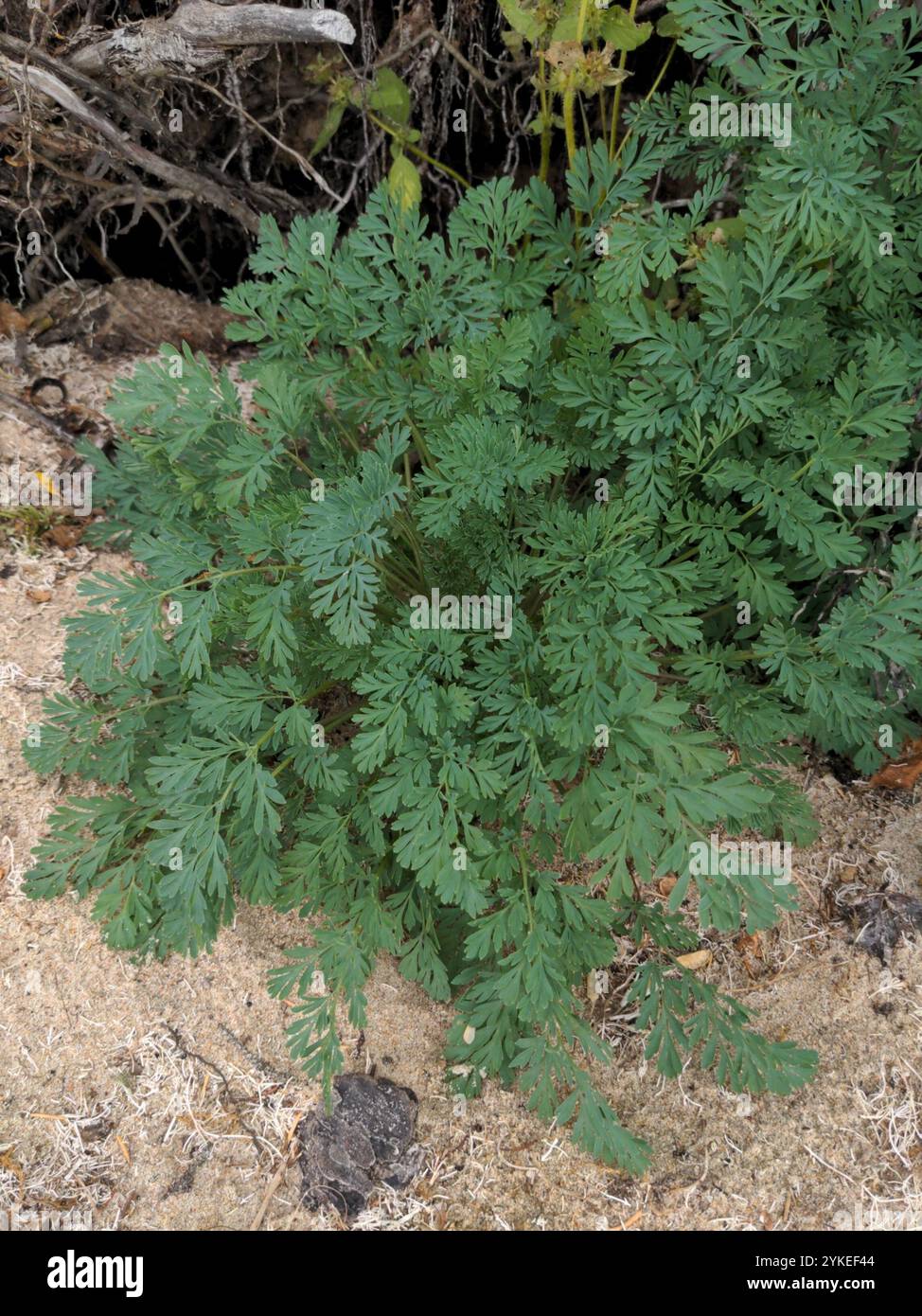 golden corydalis (Corydalis aurea Stock Photo - Alamy