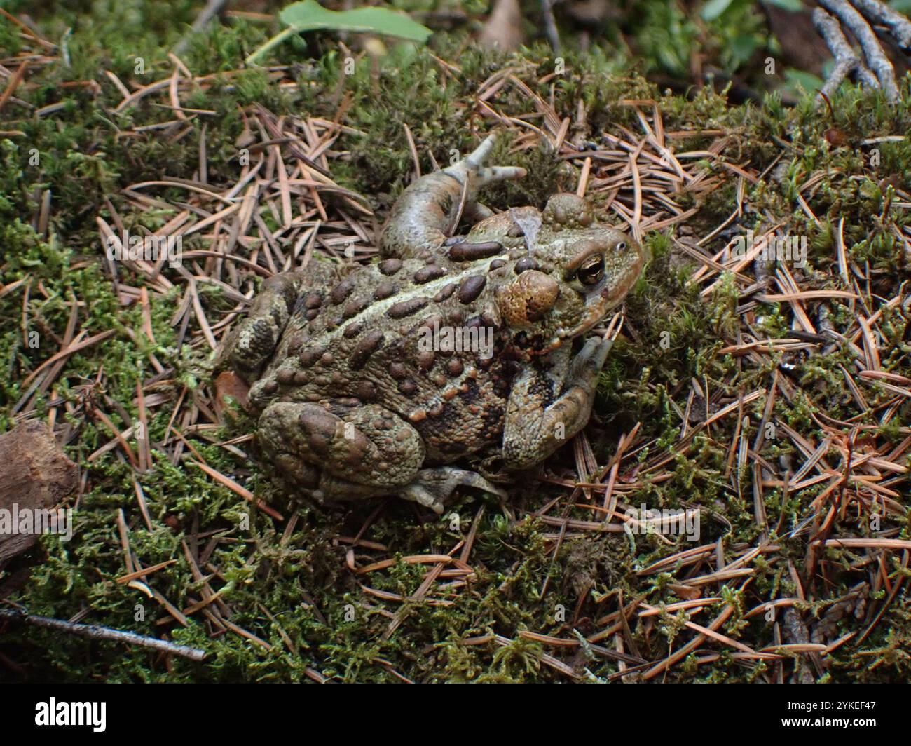 Western Toad (Anaxyrus boreas Stock Photo - Alamy