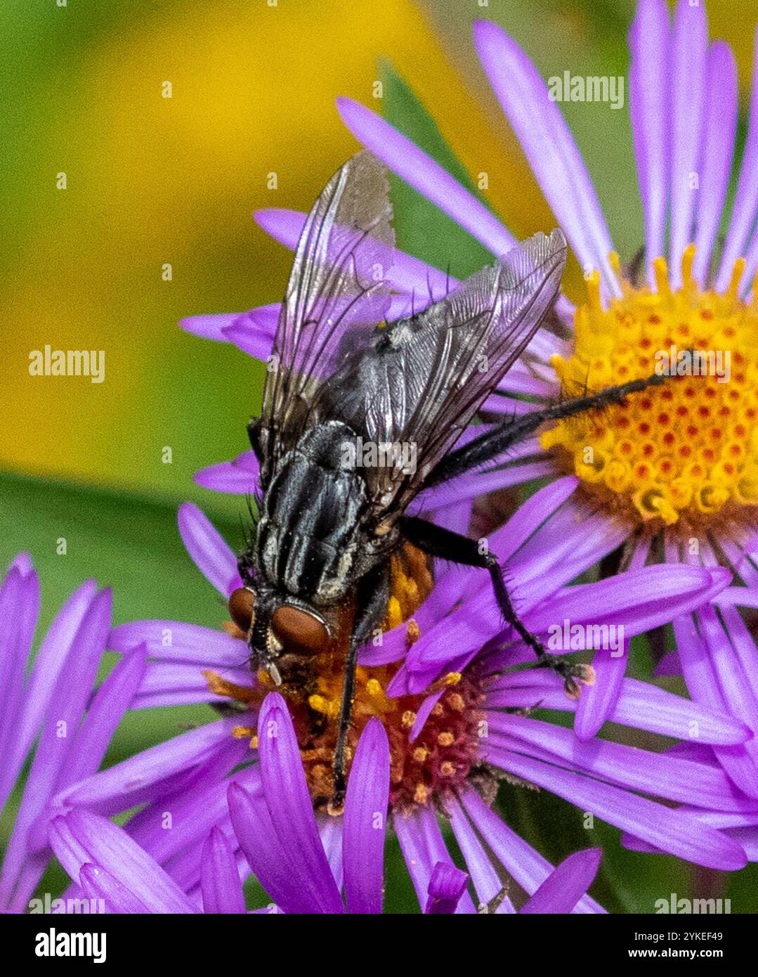 Common Flesh Flies (Sarcophaga Stock Photo - Alamy