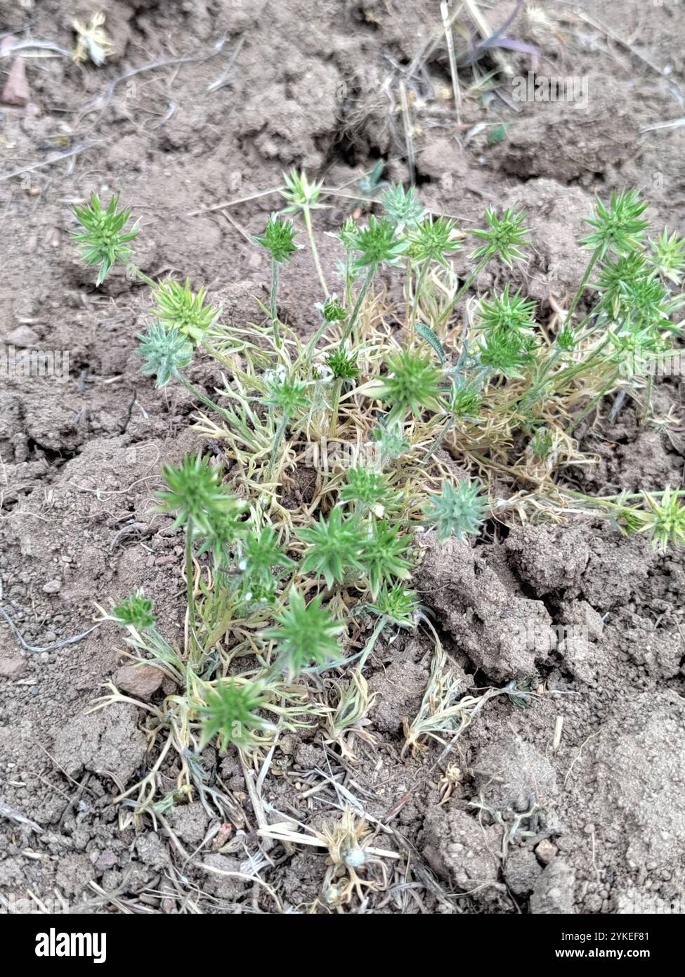 Curveseed Butterwort (Ceratocephala testiculata Stock Photo - Alamy