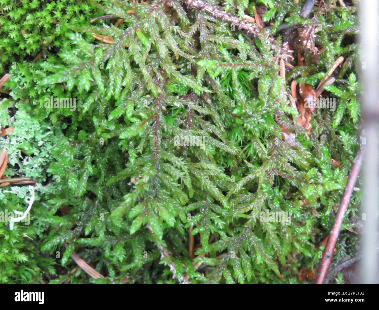 big red stem moss (Pleurozium Stock Photo - Alamy