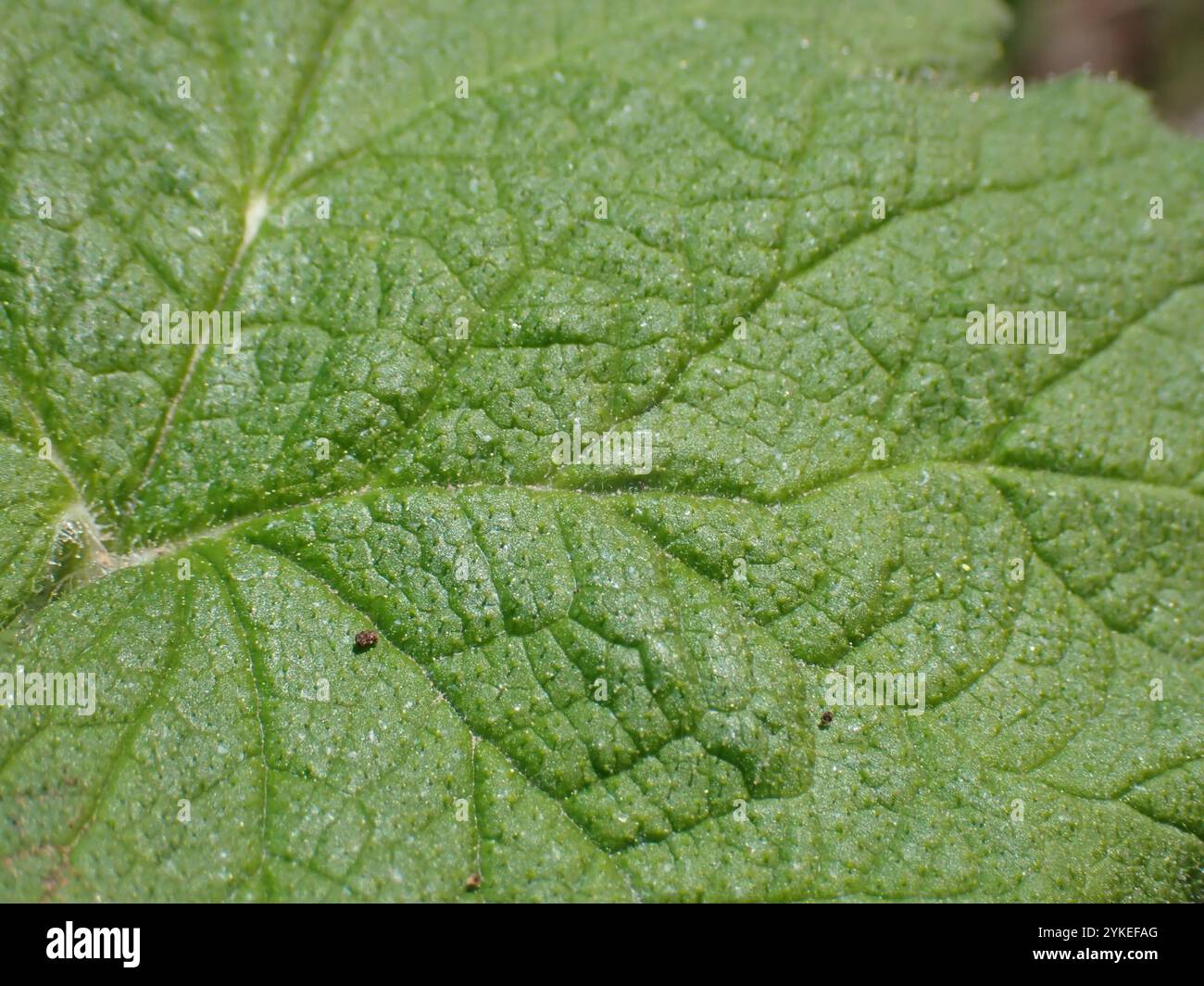 sticky currant (Ribes viscosissimum Stock Photo - Alamy