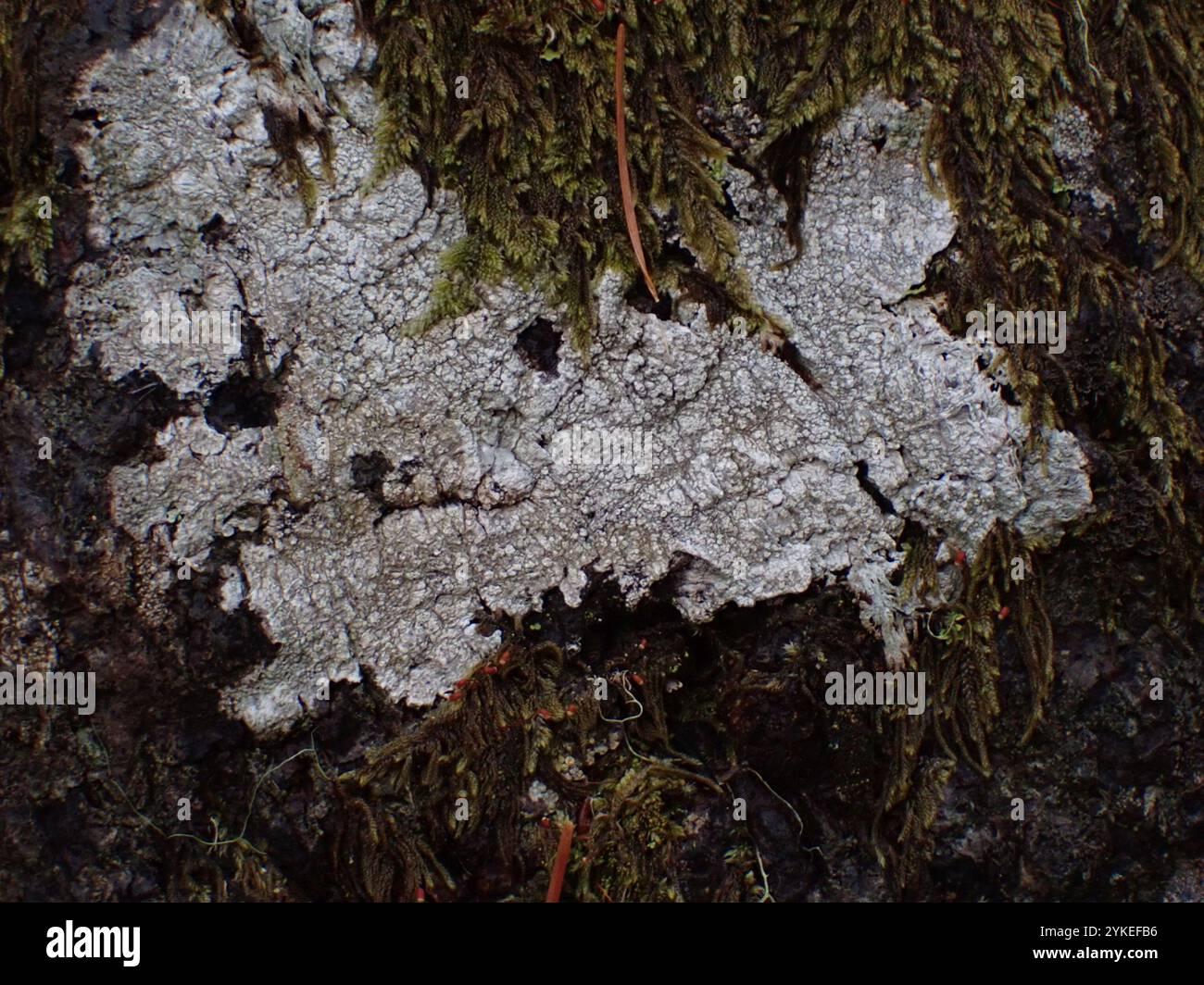 common lichens (Lecanoromycetes Stock Photo - Alamy