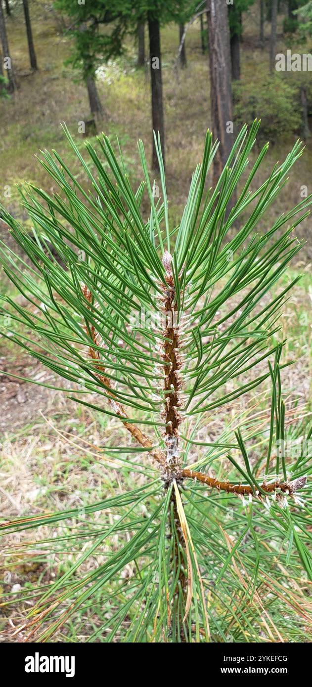 Ponderosa Pine (Pinus ponderosa Stock Photo - Alamy