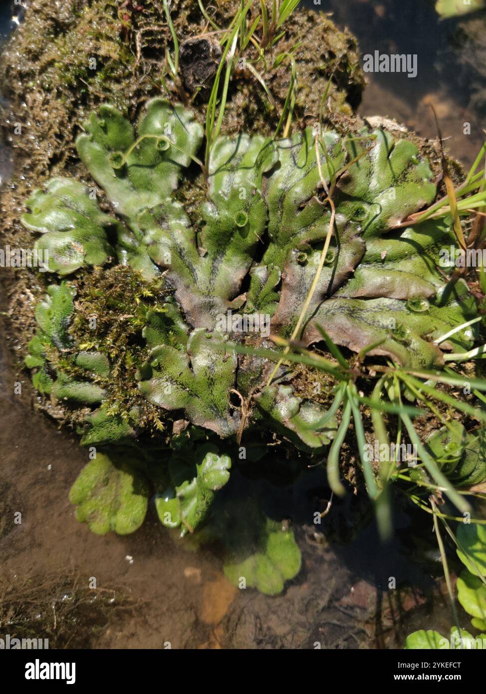 Common Liverwort (Marchantia polymorpha Stock Photo - Alamy