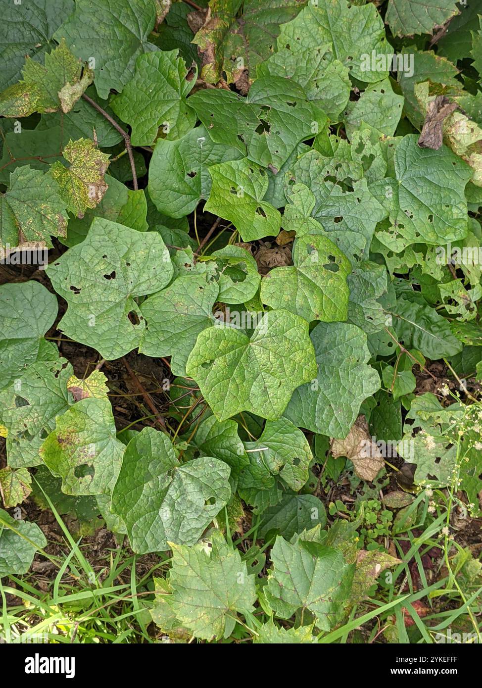 moonseed (Menispermum canadense Stock Photo - Alamy