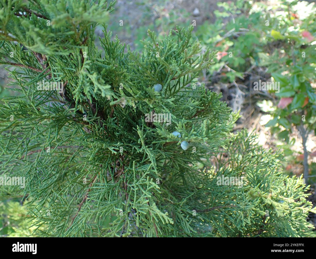 Rocky Mountain Juniper (Juniperus scopulorum Stock Photo - Alamy