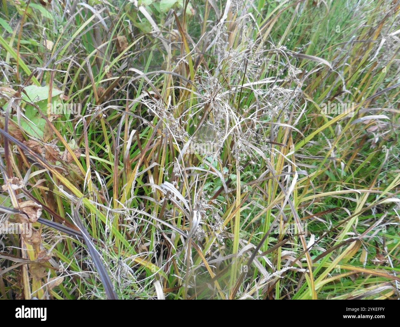 Wood Club-rush (Scirpus sylvaticus Stock Photo - Alamy