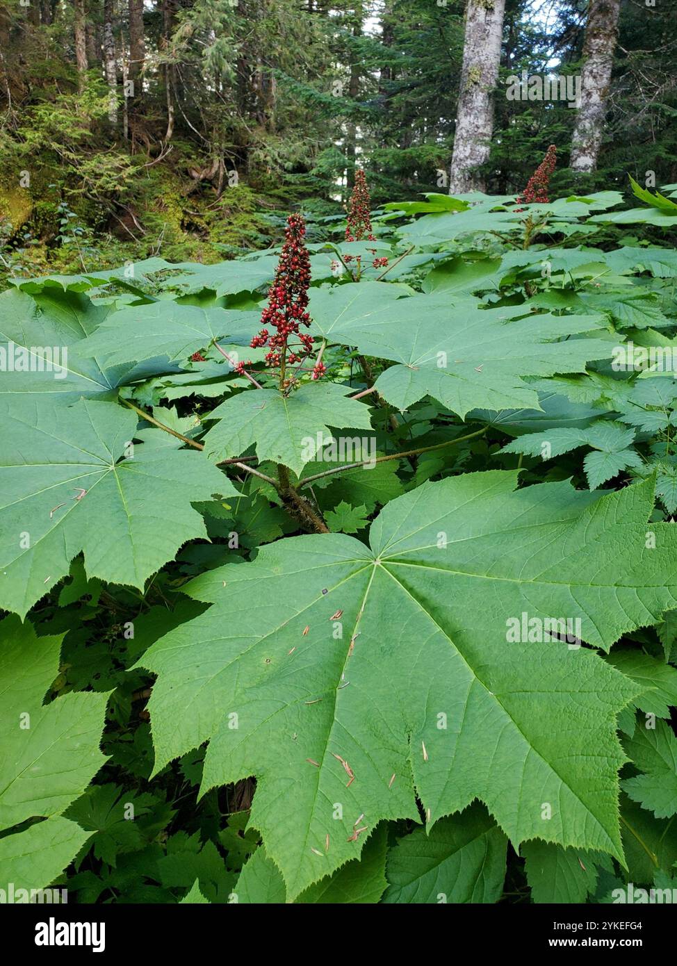 Devil's Club (Oplopanax horridus Stock Photo - Alamy