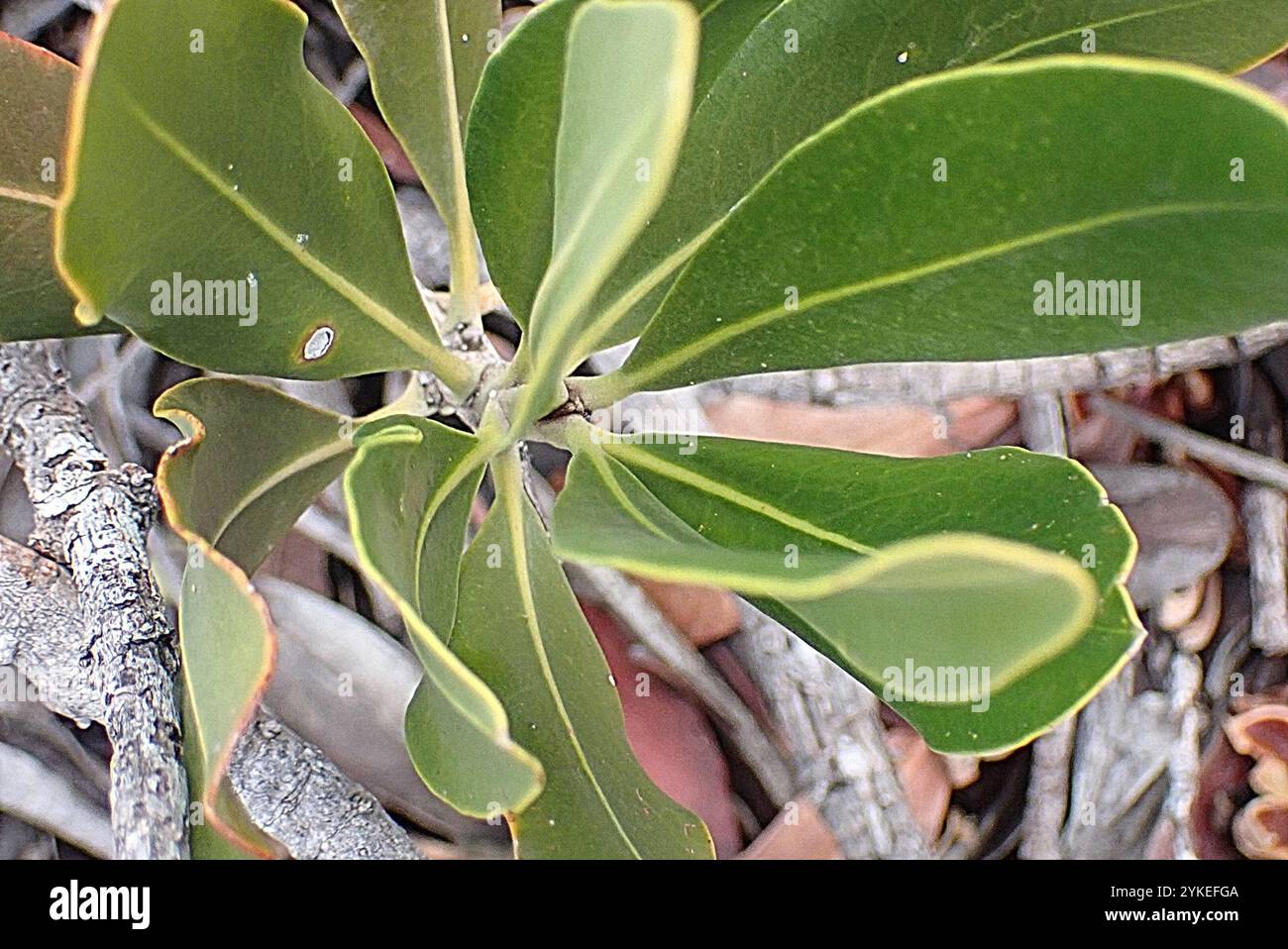 Gifboom hi-res stock photography and images - Alamy