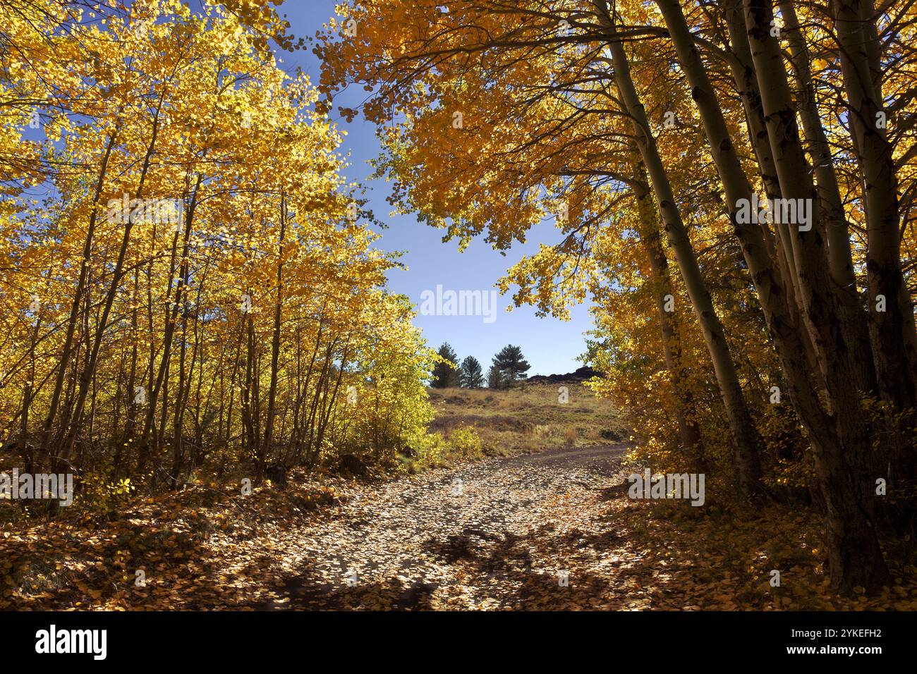 Sunlight falling through trees hi-res stock photography and images - Alamy