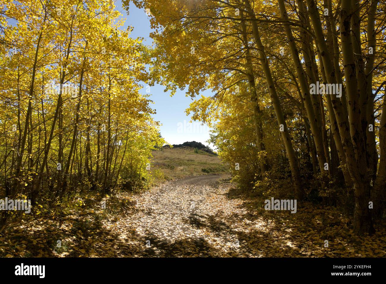 Sunlight falling through trees hi-res stock photography and images - Alamy