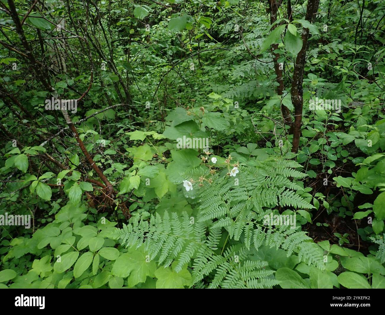 thimbleberry (Rubus parviflorus Stock Photo - Alamy