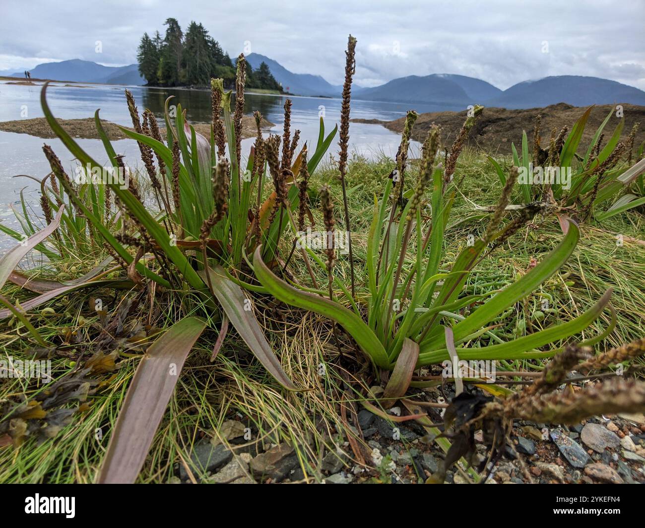 Sea Plantain (Plantago maritima Stock Photo - Alamy
