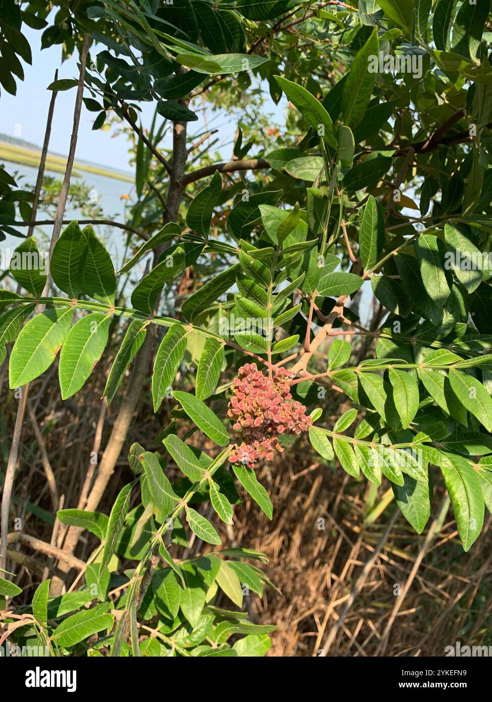 shining sumac (Rhus copallinum Stock Photo - Alamy