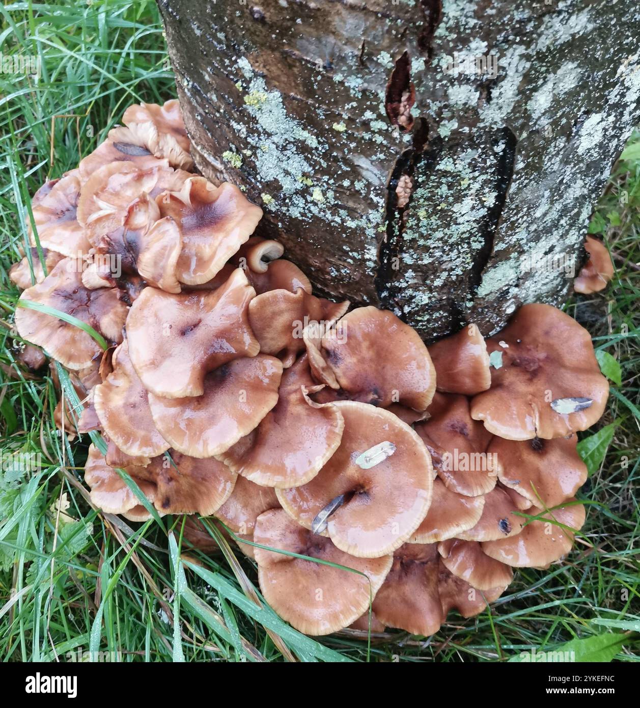 honey mushrooms (Armillaria Stock Photo - Alamy