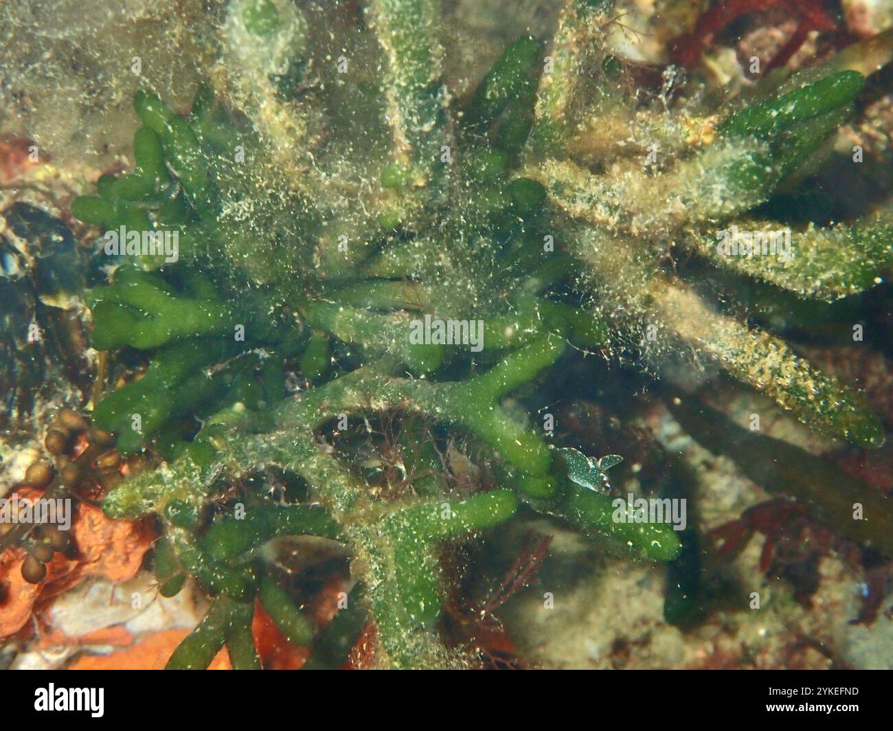 Dead Man's Fingers (Codium fragile Stock Photo - Alamy