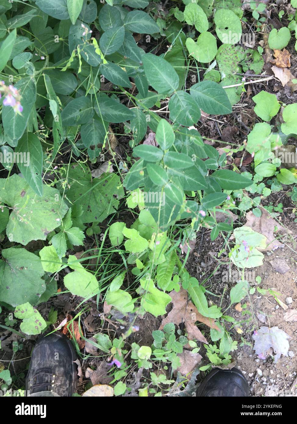 perplexed tick-trefoil (Desmodium perplexum Stock Photo - Alamy