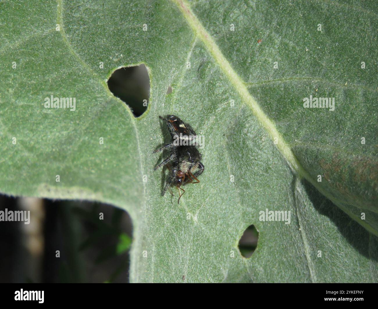Phidippus johnsoni hi-res stock photography and images - Alamy