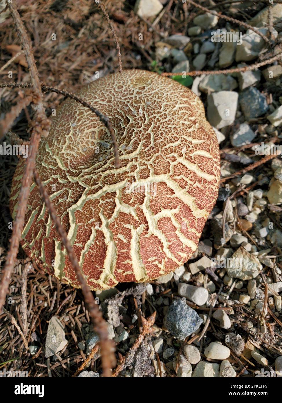 Red-cracking Bolete (Xerocomellus chrysenteron Stock Photo - Alamy